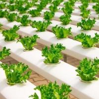 China Innovative Hydroponic System for Film Greenhouse Cultivation Full Payment Option for sale