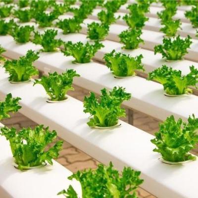 China Innovative Hydroponic System for Film Greenhouse Cultivation Full Payment Option for sale
