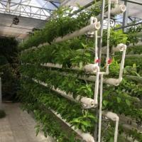 China Innovative Hydroponic System for Film Greenhouse Cultivation Full Payment Option for sale