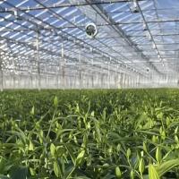 China A Type Roof Glass Greenhouse Hydroponics System for Flowers Affordable Shipping Cost for sale