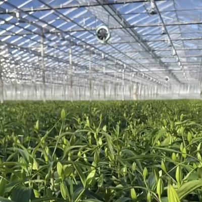 China A Type Roof Glass Greenhouse Hydroponics System for Flowers Affordable Shipping Cost for sale