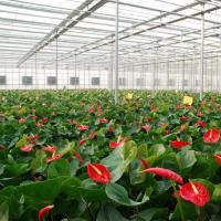 China A Type Roof Glass Greenhouse Hydroponics System for Flowers Affordable Shipping Cost for sale