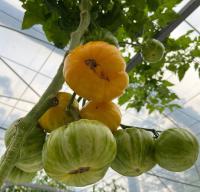 China Hydroponic System Climate Control Film Greenhouse with Temporary Heating by Juxiang for sale