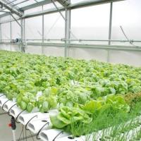 China Hydroponic System Climate Control Film Greenhouse with Temporary Heating by Juxiang for sale