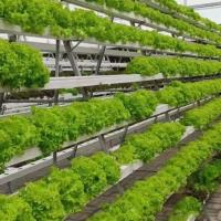 China Hydroponic System Climate Control Film Greenhouse with Temporary Heating by Juxiang for sale