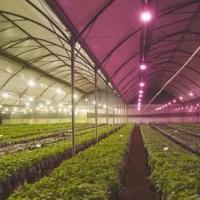 China Anti-Drip Fogging Illuminating Greenhouse for Seedling Cultivation Customized Request for sale