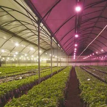 China Anti-Drip Fogging Illuminating Greenhouse for Seedling Cultivation Customized Request for sale