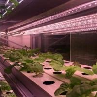 China Anti-Drip Fogging Illuminating Greenhouse for Seedling Cultivation Customized Request for sale