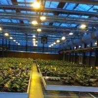 China Anti-Drip Fogging Illuminating Greenhouse for Seedling Cultivation Customized Request for sale