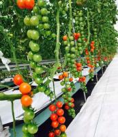 China Glass Greenhouse Hydroponic Setup for Year-Round Cultivation Affordable Shipping Cost for sale