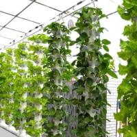 China Glass Greenhouse Hydroponic Setup for Year-Round Cultivation Affordable Shipping Cost for sale