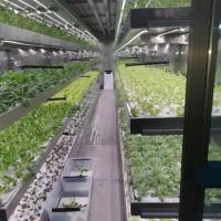 China Glass Greenhouse Hydroponic Setup for Year-Round Cultivation Affordable Shipping Cost for sale