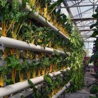 China Glass Greenhouse Hydroponic Setup for Year-Round Cultivation Affordable Shipping Cost for sale