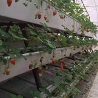 China 9.6m Film Greenhouse for Maximum Yield in Soilless Cultivation and Initial Payment for sale