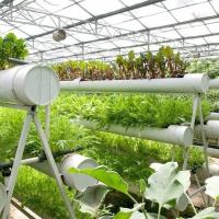 China 9.6m Film Greenhouse for Maximum Yield in Soilless Cultivation and Initial Payment for sale