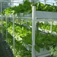 China 9.6m Film Greenhouse for Maximum Yield in Soilless Cultivation and Initial Payment for sale