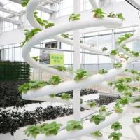 China 9.6m Film Greenhouse for Maximum Yield in Soilless Cultivation and Initial Payment for sale