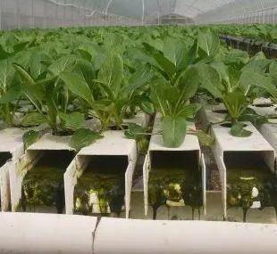 China Temporary Heating Solutions for Glass Greenhouse Department Soilless Cultivation for sale