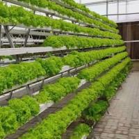 China Temporary Heating Solutions for Glass Greenhouse Department Soilless Cultivation for sale
