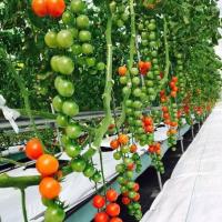 China Temporary Heating Solutions for Glass Greenhouse Department Soilless Cultivation for sale