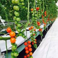 China Large-Scale Farming Greenhouse Hydroponic System featuring Temporary Heating Method for sale