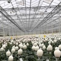 China Good Light Transmission Glass Greenhouse Hydroponics 100.000kg Package Gross Weight for sale