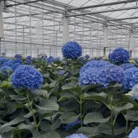 China Good Light Transmission Glass Greenhouse Hydroponics 100.000kg Package Gross Weight for sale