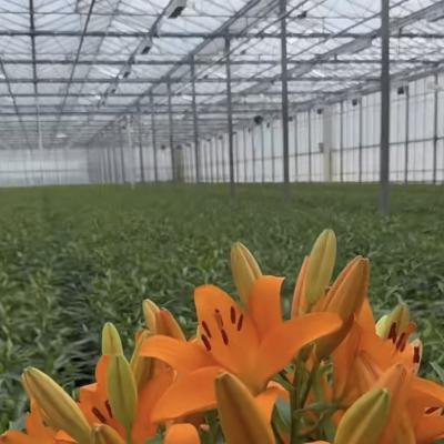 China Multi Shading Screen Glass Greenhouse Hydroponics for Improved Nutrient Absorption for sale