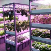 China Controlled Environment Illuminated Planting Greenhouse with Glass Cover and Illumination for sale