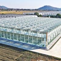 China Glass Green House for Plant Tomato and Leaves JX-Glass Span 8m 9.6m 12m Customized for sale