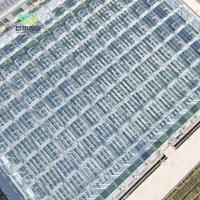 China Glass Green House for Plant Tomato and Leaves JX-Glass Span 8m 9.6m 12m Customized for sale