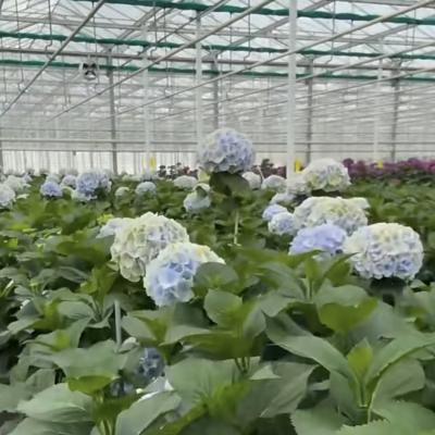 China Glass Greenhouse Hydroponic System for Vegetables and Flowers Advanced Technology for sale