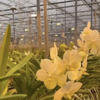 China Steel Structure Double Layer Venlo Glass Greenhouse for Hydroponic Production System for sale