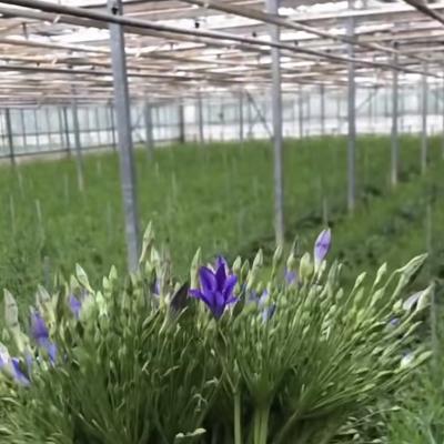 China Greenhouse Hydroponic System for Vegetables and Flowers Double Layer Functionality for sale