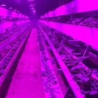 China Humidity-Regulated Illuminating Growing Greenhouse 12.09cm * 2.35cm * 2.39cm Package Size for sale