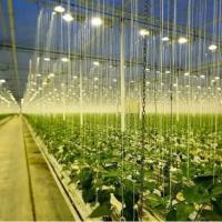 China Humidity-Regulated Illuminating Growing Greenhouse 12.09cm * 2.35cm * 2.39cm Package Size for sale