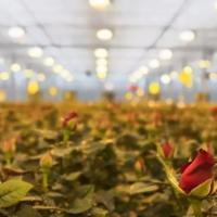 China Humidity-Regulated Illuminating Growing Greenhouse 12.09cm * 2.35cm * 2.39cm Package Size for sale