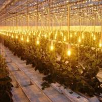 China Humidity-Regulated Illuminating Growing Greenhouse 12.09cm * 2.35cm * 2.39cm Package Size for sale