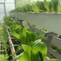 China Glass Covered Hydroponic Seedlings Greenhouse with Outdoor Shading and Spray Cooling for sale