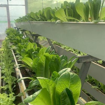 China Glass Covered Hydroponic Seedlings Greenhouse with Outdoor Shading and Spray Cooling for sale