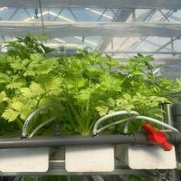 China Glass Covered Hydroponic Seedlings Greenhouse with Outdoor Shading and Spray Cooling for sale