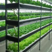 China Glass Covered Hydroponic Seedlings Greenhouse with Outdoor Shading and Spray Cooling for sale