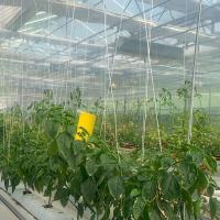 China Glass Covered Hydroponic Seedlings Greenhouse with Outdoor Shading and Spray Cooling for sale