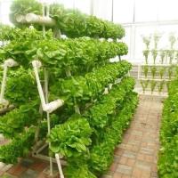 China Glass Covered Hydroponic Seedlings Greenhouse with Outdoor Shading and Spray Cooling for sale