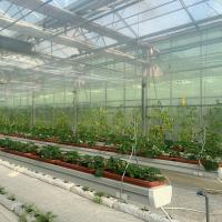 China Square Meter Hydroponics Film Greenhouse Facility for Year-Round Crop Production for sale