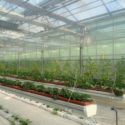 China Square Meter Hydroponics Film Greenhouse Facility for Year-Round Crop Production for sale
