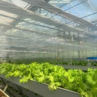 China Square Meter Hydroponics Film Greenhouse Facility for Year-Round Crop Production for sale