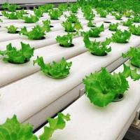 China Square Meter Hydroponics Film Greenhouse Facility for Year-Round Crop Production for sale