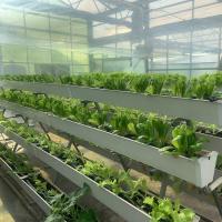 China Square Meter Hydroponics Film Greenhouse Facility for Year-Round Crop Production for sale