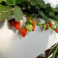China Square Meter Hydroponics Film Greenhouse Facility for Year-Round Crop Production for sale